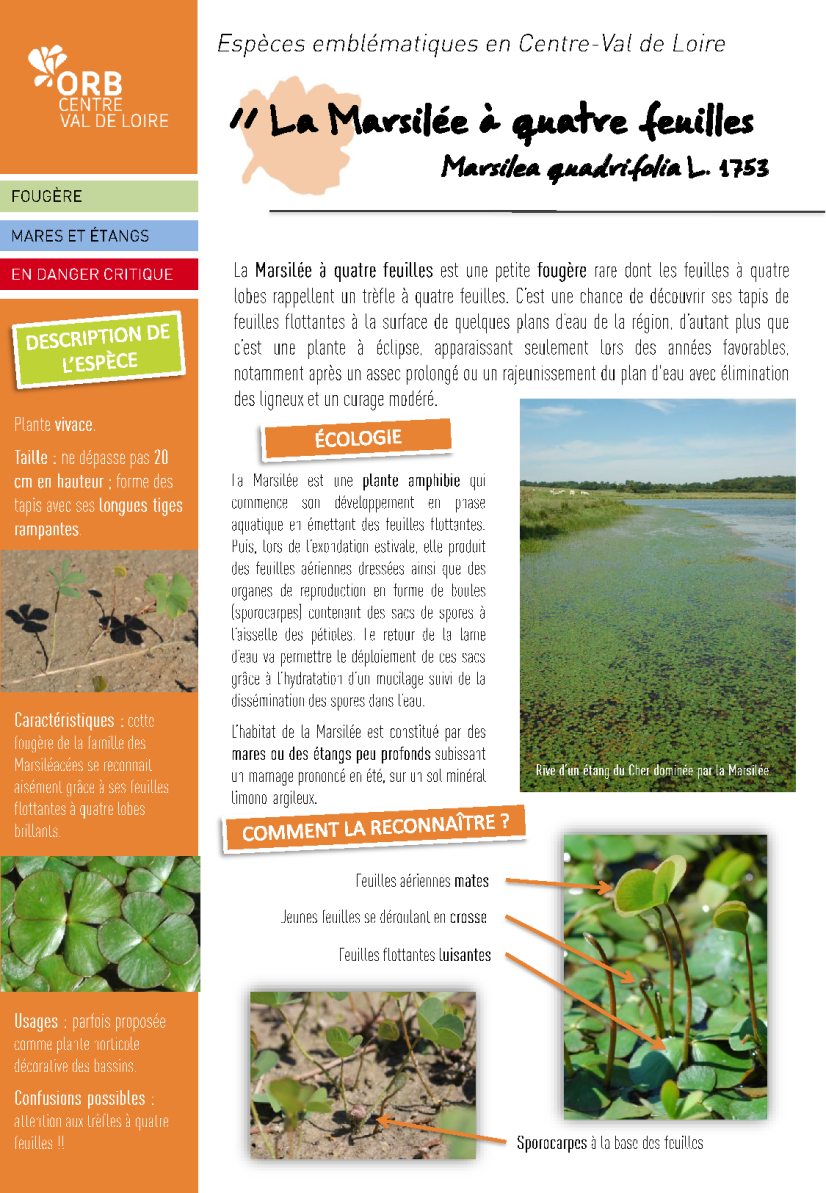 Fiche espèce emblématique : la Marsilée à quatre feuilles - Portail de la biodiversité en Centre ...